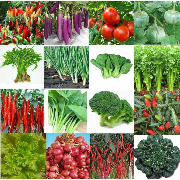 Jual SERBU Benih Serba 5ribu- Benih Sayur-sayuran - Benih Sayur Daun ...