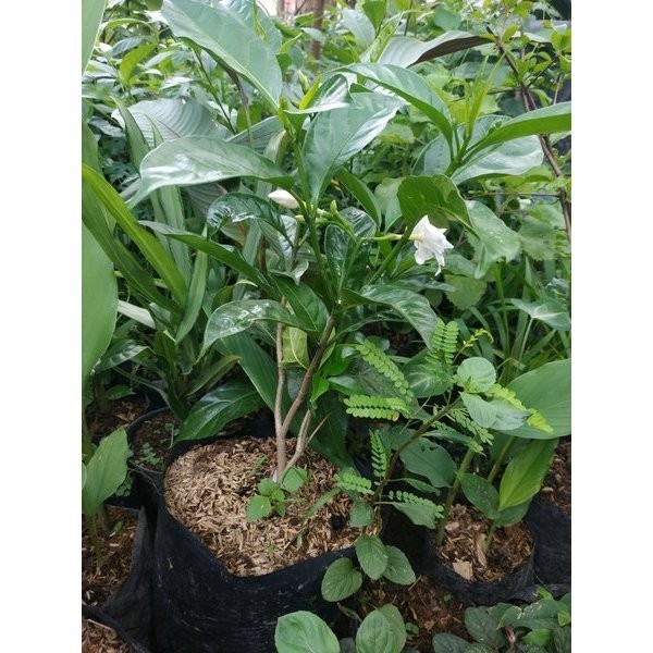 Jual melati bali / melati kesidang (vallaris glabra ) ukuran 50-60cm ...
