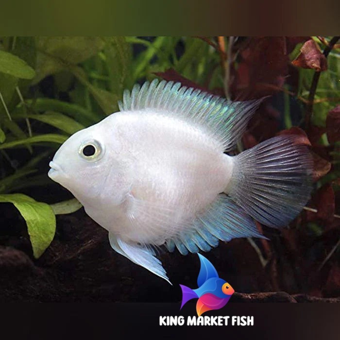 Jual Hiyasan aquarium White/Platinum Polar Parrot Cichlid - Ikan Hias ...