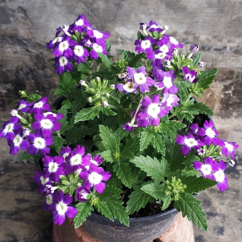 Jual Tanaman Bunga Verbena Hibrida - Tanaman Hias Vebrena Hybrid ...