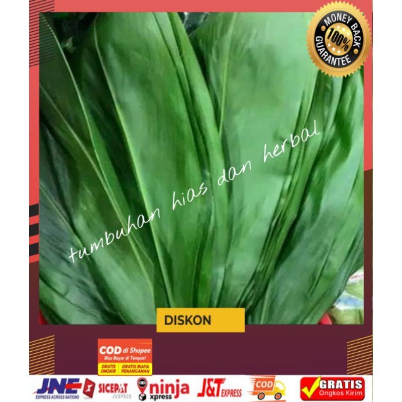 Jual Bahan bungkusn bacang/backang 1kg daun hanjuang/hanyuang/andong ...