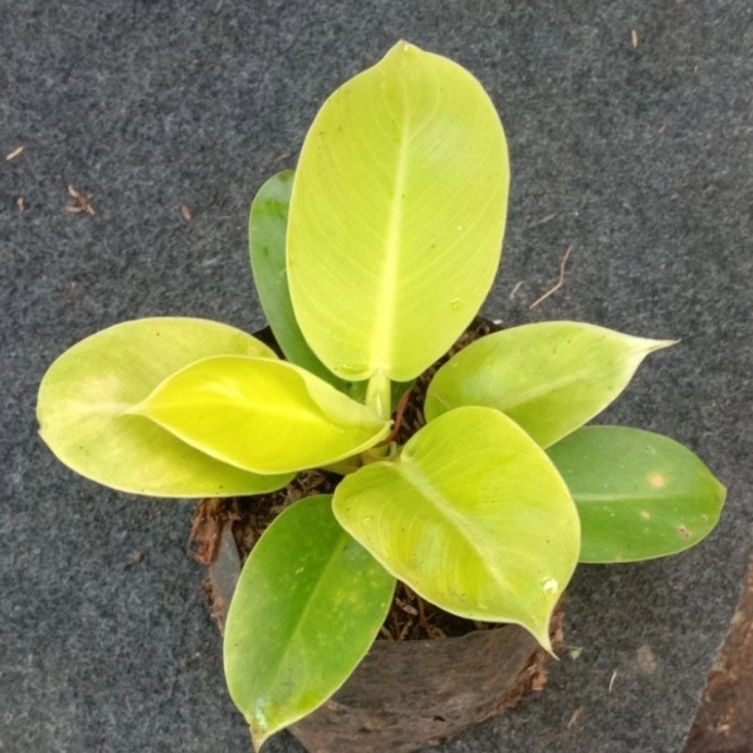 Jual philodendron lemon - tanaman hias - moonlight - Philo lemon kuning ...