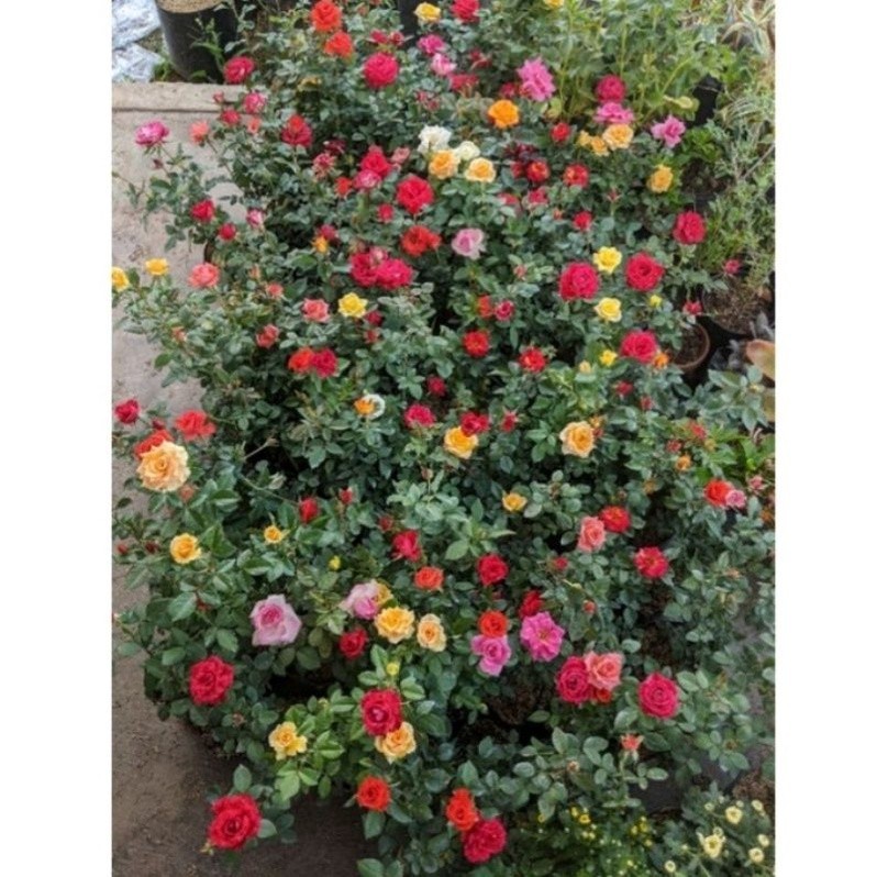 Jual Tanaman taman Bunga mawar hidup sudah berbunga dan berakar bisa pilih warna Cantik segar ...
