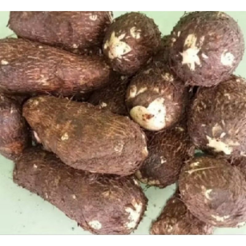 Jual Talas Belitung kimpul masih segar 1kg ukuran besar | Shopee Indonesia