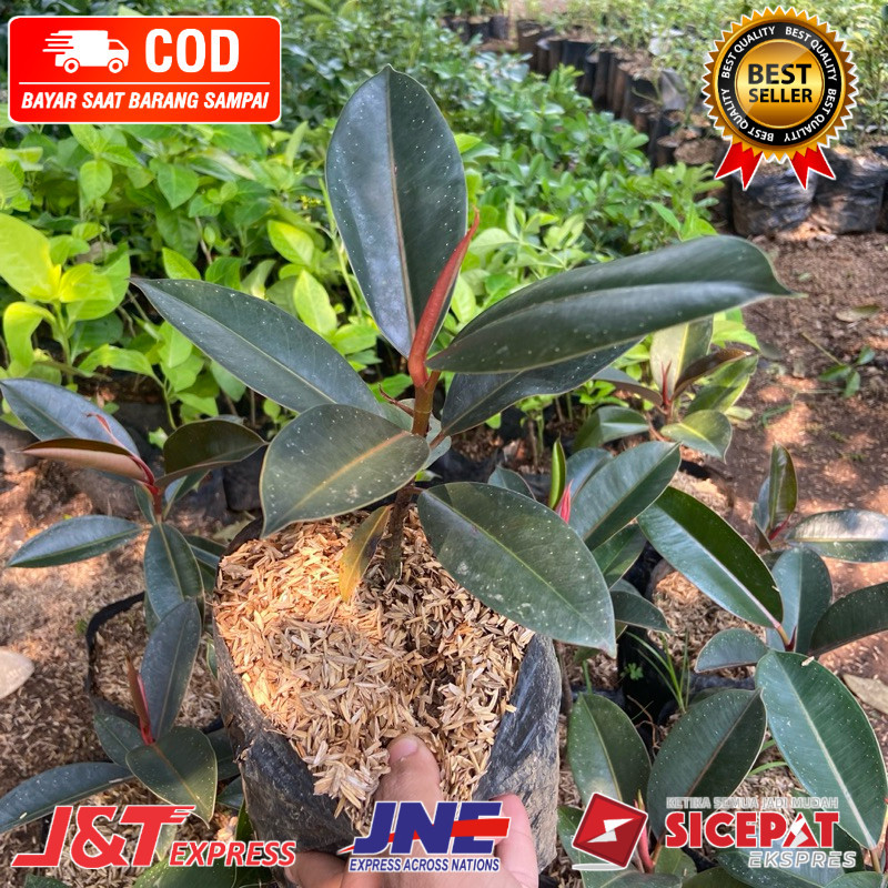 Jual ( BISA BAYAR DI TEMPAT ) Karet Kebo Tanaman Hias Rubber Plant Karet kebo Merah Ficus ...