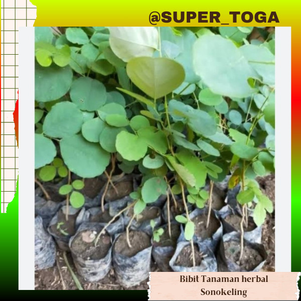 Jual promo bibit tanaman kayu sonokeling bibit sonokeling pohon ...
