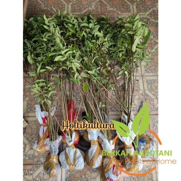 Jual Bibit pohon gaharu aquilaria malaccensis tinggi 1 meter - 1,5 ...