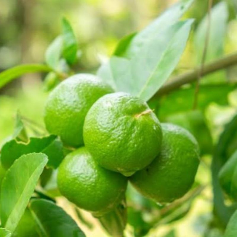 Jual Tanaman Bibit Buah JERUK NIPIS / Jeruk Pecel Cangkok Cepat Berbuah ...