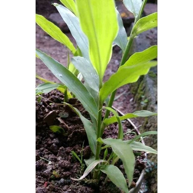 Jual Bibit tanaman bangle atau bengle panglai | Shopee Indonesia