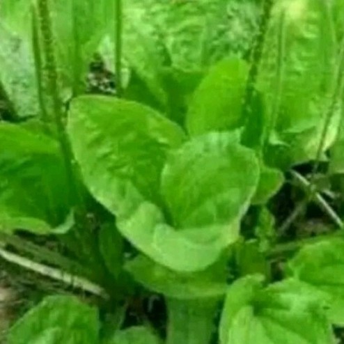 Jual Daun ki urat atau daun sendok segar per 500 gram | Shopee Indonesia
