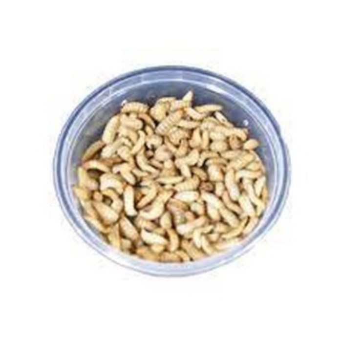 Jual Maggot Fresh Magot Hidup Segar Bocil Grade S Pakan Ternak 100 Gram ...