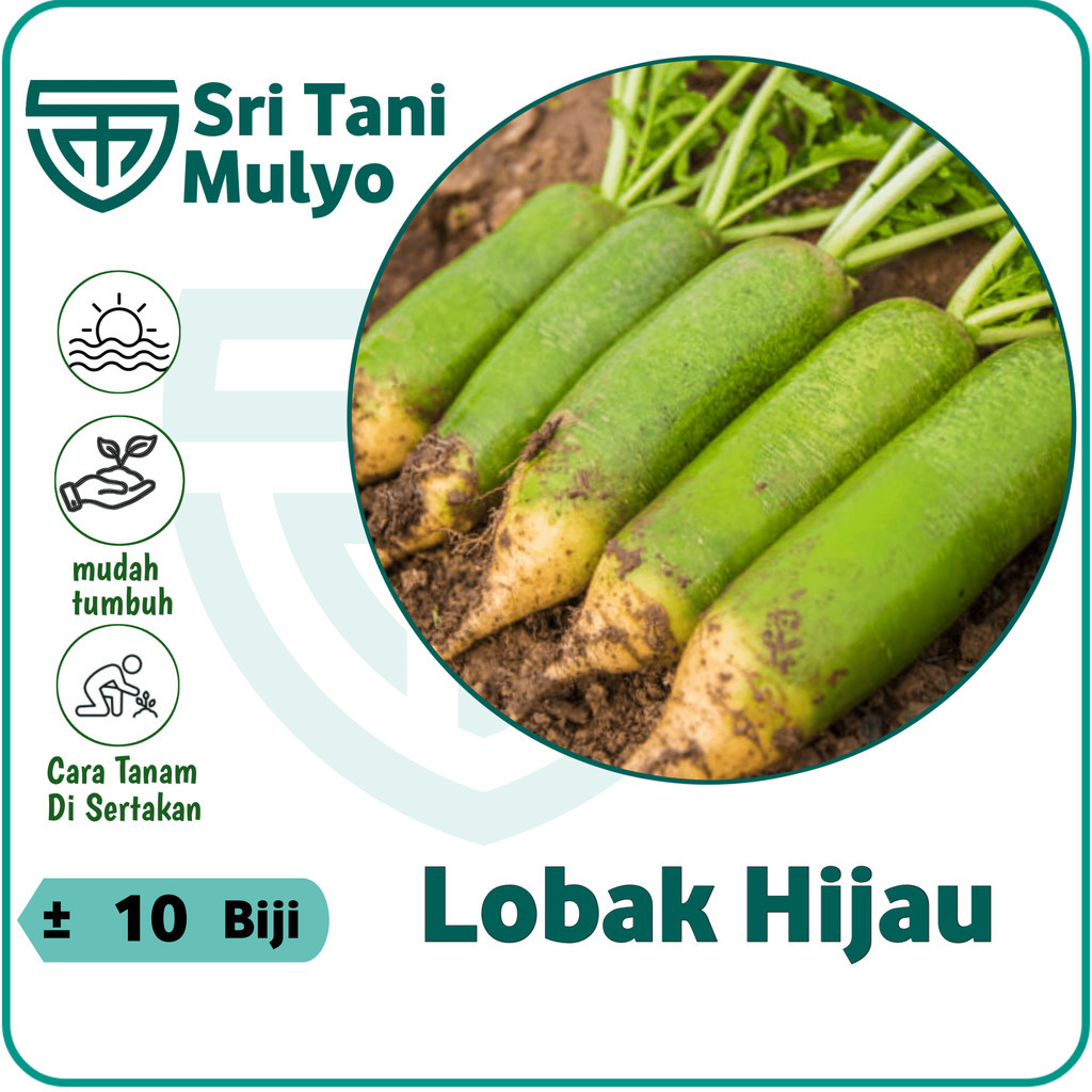 Jual 10 Biji - Benih LOBAK HIJAU Unggul Biji Sayur - Bibit Sayuran ...