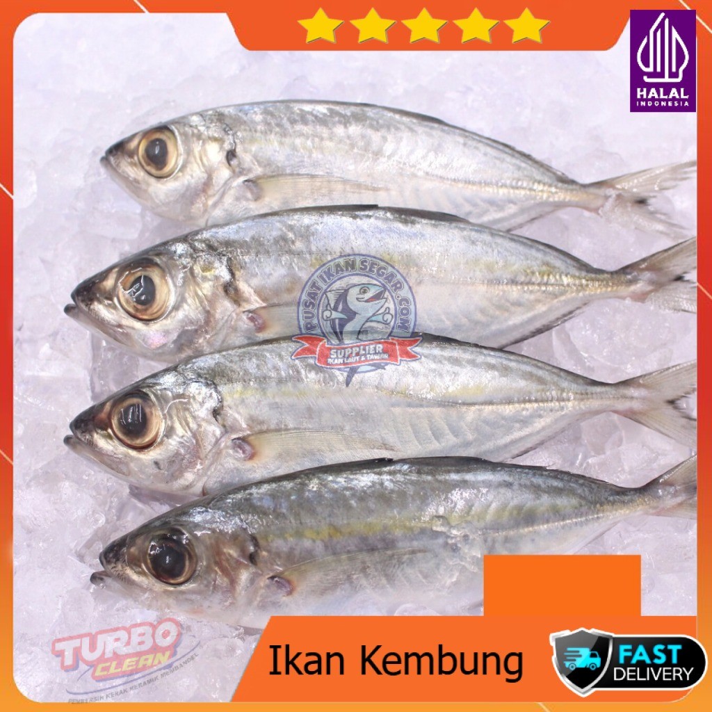Jual IKAN KEMBUNG FRESH FROZEN DIBERSIHKAN FAST DELIVERY | Shopee Indonesia