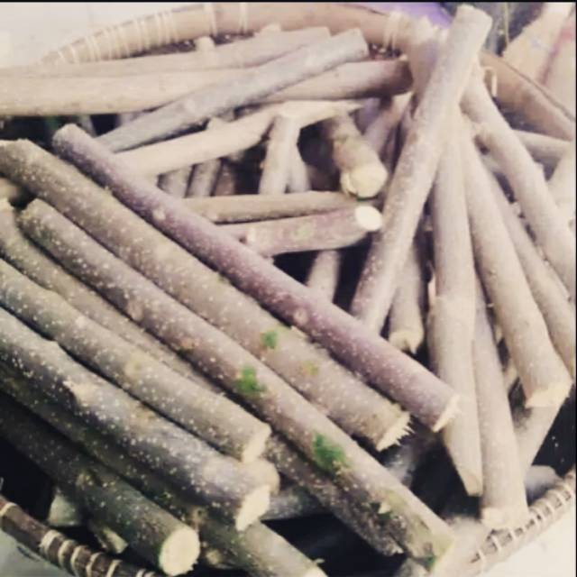 Jual Stek bibit Gamal / kleresede ( Gliricidia sepium ) siap tanam ...