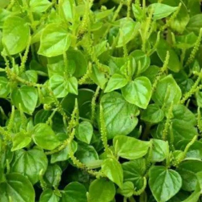 Jual Promo DAUN SURUHAN SEGAR 1KG | DAUN KETUMPANG AIR | DAUN SIRIH ...