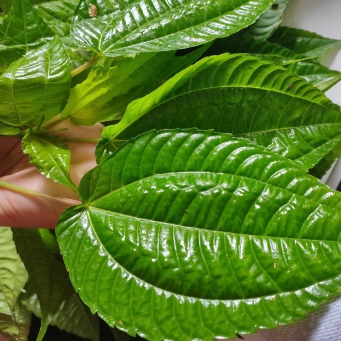 Jual NEW daun lalapan poh pohan daun segar pohpohan ... | Shopee Indonesia