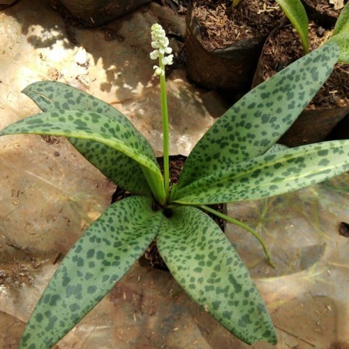 Jual Tanaman Hias Drimiopsis Kirkii - Tanaman LIDAH KATAK - Giant ...