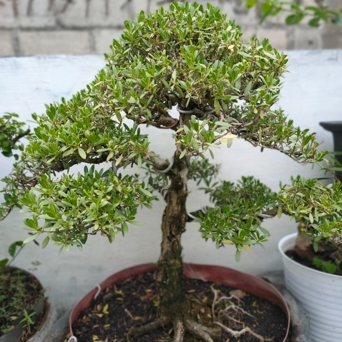 Jual Tanaman Bonsai Santigi Gratis Pot 50cm Peking Kayu Sesuai Gambar ...