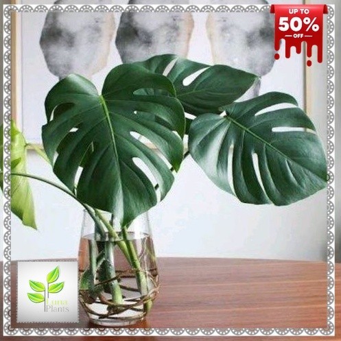 Jual ( BISA COD ) Tanaman Hias Monstera Deliciosa Hidup Di Air ...