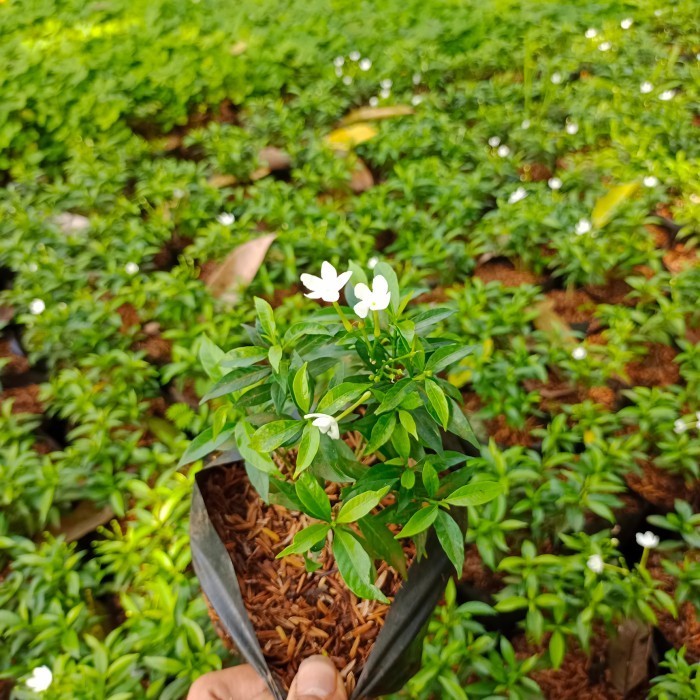 Jual Tanaman Hias Rembosa Mini, Tanaman Hiasan Taman Rembosa Mini ...