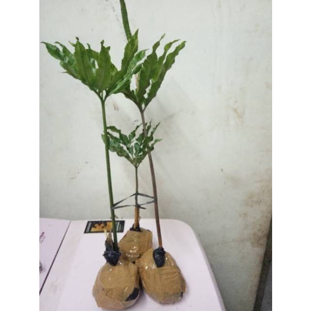 Jual Bibit tanaman herbal tunjuk langit asli hutan | Shopee Indonesia