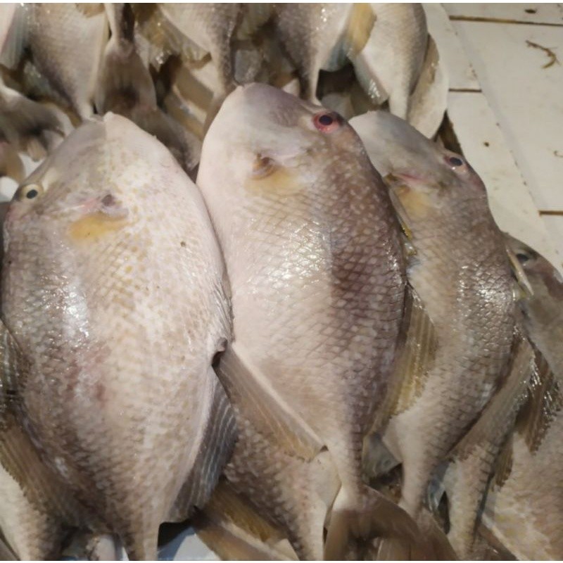 Jual Ikan Entong / Ikan Jebong / Ikan Ayam / Ikan Kambing Fresh 1.0kg ...