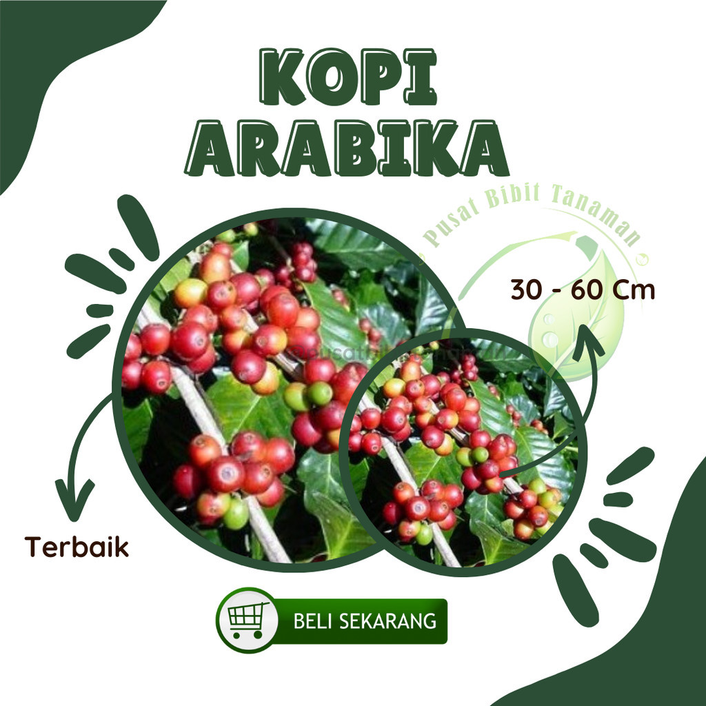 Jual bibit kopi arabika tanaman pohon | Shopee Indonesia Jual bibit kopi arabika tanaman pohon | Shopee Indonesia