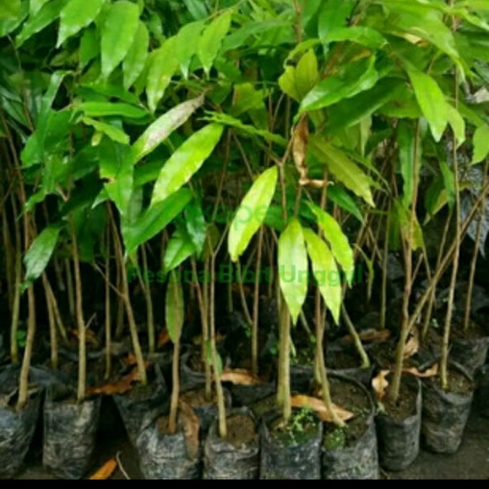 Jual Bibit Kayu Gaharu 1 Meter/ Bibit Pohon Gaharu - Pohon kayu terbaik ...