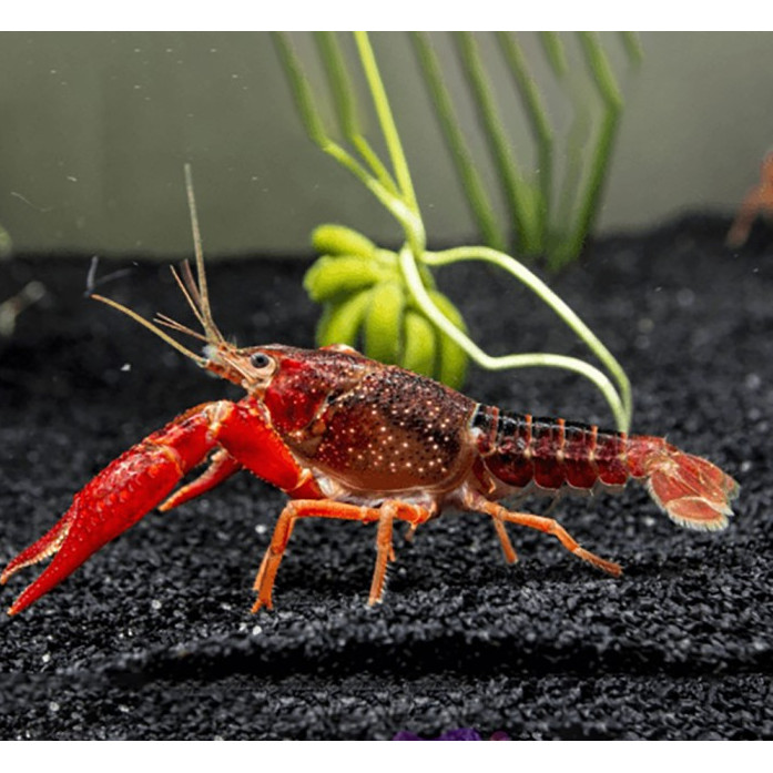 Jual Lobster Merah Clarkii / Orange Hias Air Tawar Aquascape | Shopee ...