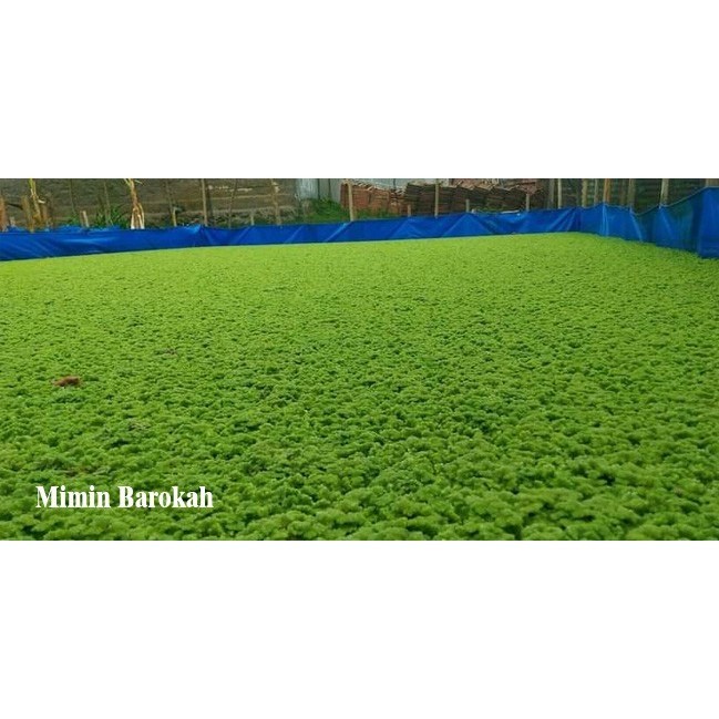 Jual Rumput Azolla / bibit azolla pakan/benih azola microphyla 1 kg ...