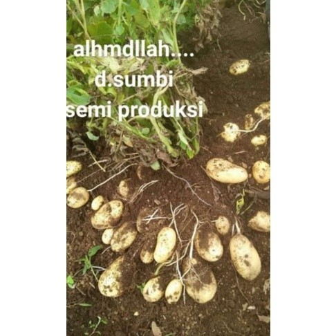 Jual benih kentang G0 siap tanam dan sebulan tanam(harga perbiji ...