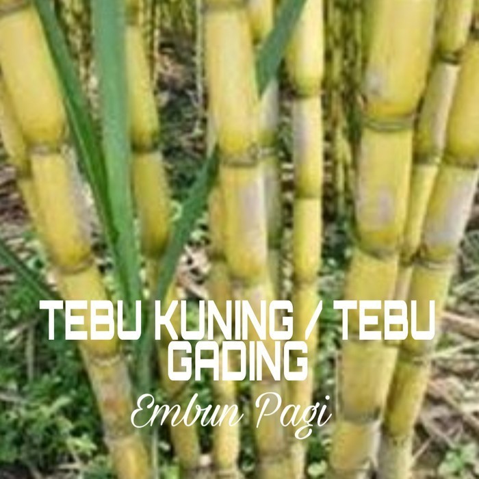 Jual NEW TERBARU Bibit Tebu Gading atau Tebu Kuning kaya Manfaat⠀ ... | Shopee Indonesia