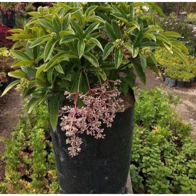 Jual Tanaman Hias Dan Herbal Bunga Parijoto sudah berbuah Cantik segar ...