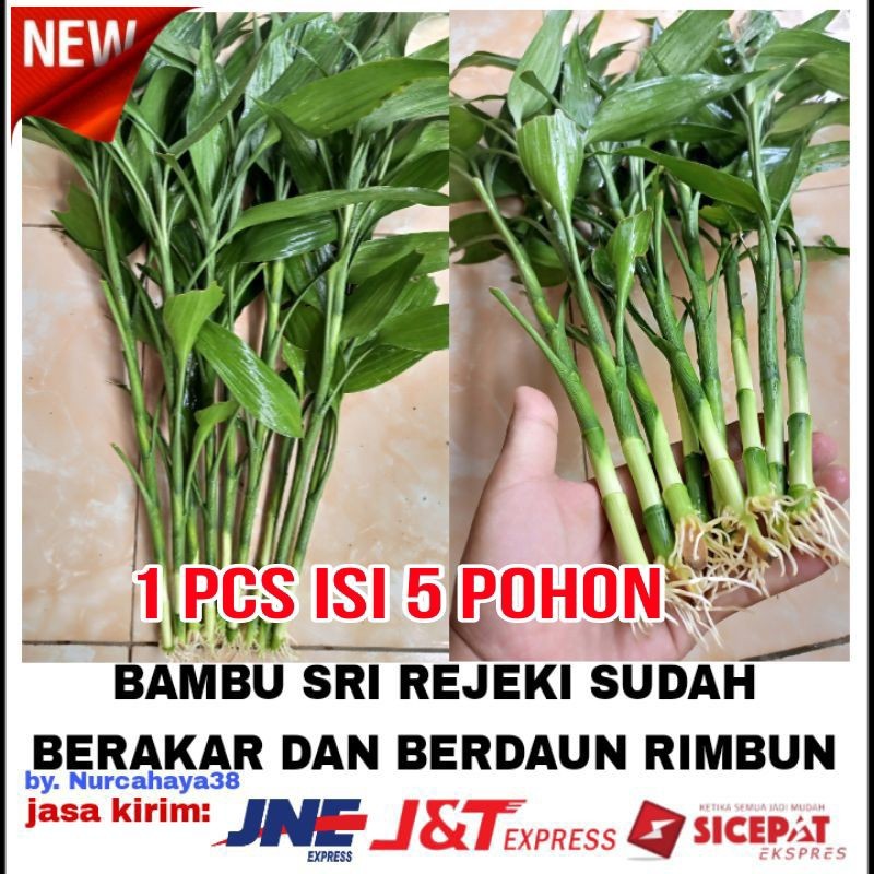 Jual Bambu Sri Rejeki | BAMBU HOKI BERAKAR | LUCKY BAMBOO | DAUN RIMBUN ...