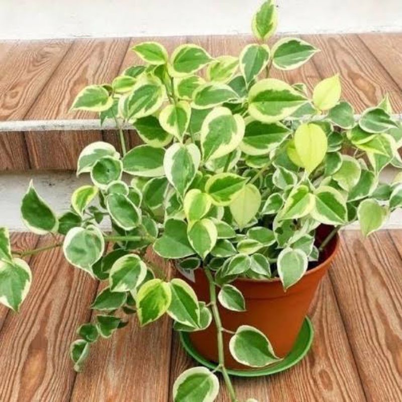 Jual ( BISA COD ) Tanaman Hias Peperomia Terang Bulan Tanaman Gantung ...
