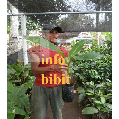 Jual Asli Bibit Tanaman Pisang Raja Bulu kuning - raja temen- raja ...
