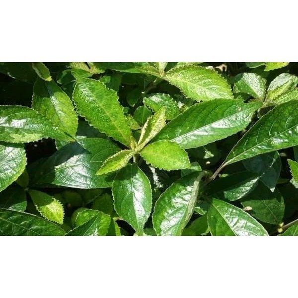 Jual Promo Daun Keji Beling atau Pecah Beling Segar 1 Kg - gratis daun ...