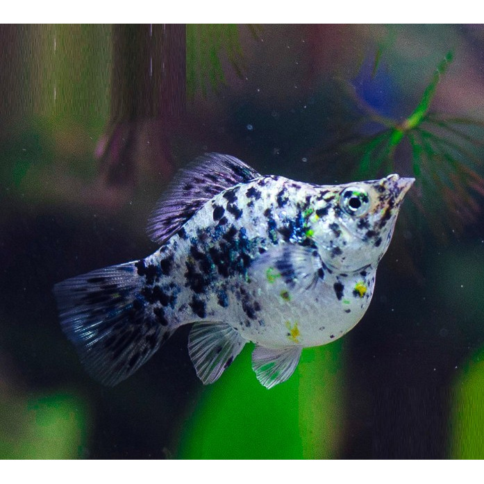 Jual Molly Marble Balon / Ikan Hias Aquascape Air Tawar / Ikan Molly ...