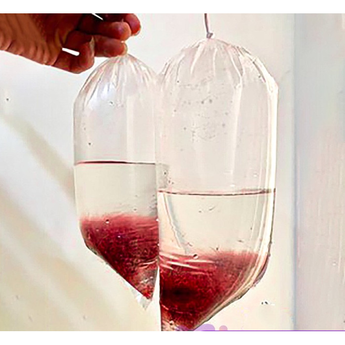 Jual Cacing Sutra / Cacing Sutera / Cacing Rambut Hidup Fresh | Shopee ...