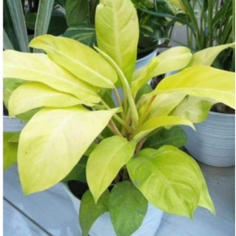 Jual Tanaman Phillo Lemon jenis merambat daun kuning Cantik murah ...