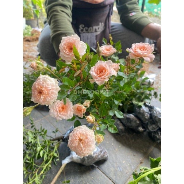 Jual Mawar Import Minion Tumpuk Orange / White - Bunga MAWAR JUMBO SUPER WANGI - Tanaman Mawar ...