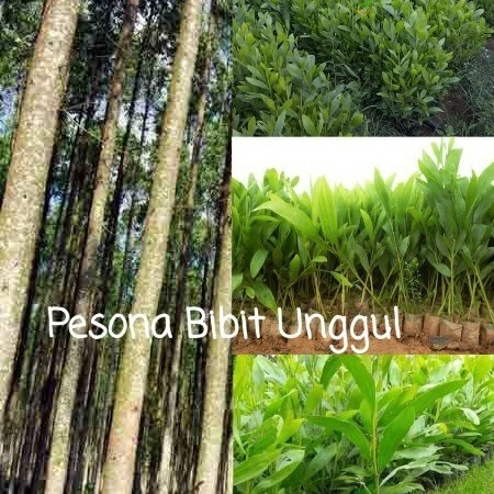 Jual Bibit Pohon Akasia Mangium | Bibit Kayu Akasia Mangium Genjah ...