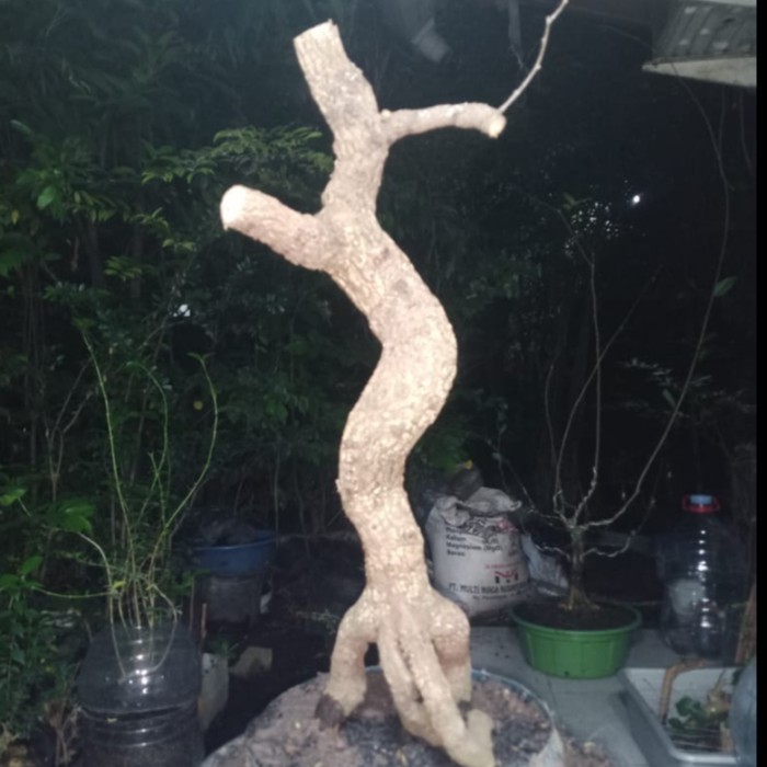Jual bahan bonsai prospek pohon asam jawa desain literati style meliuk ...