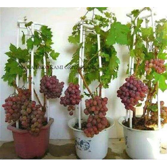 Jual bibit anggur import asli ninel jupiter trans bisa cod bayar di ...
