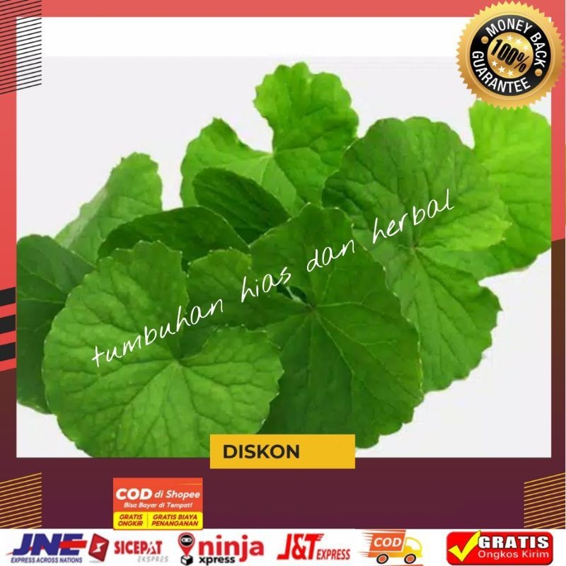 Jual Daun Antanan/Pegagan Segar/Semanggi Gunung/500gram | Shopee Indonesia