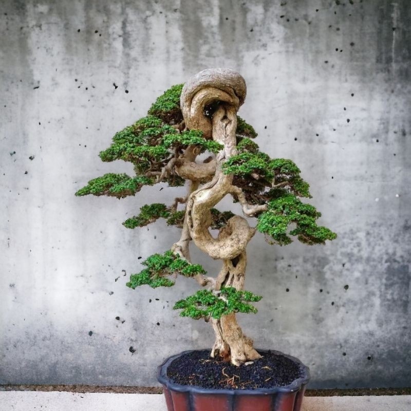 Jual RZ Bonsai-Sancang Stekan Bahan Bonsai Premium | Shopee Indonesia