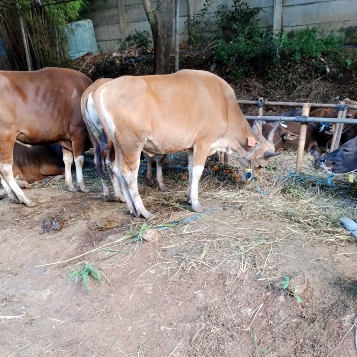 Jual promo toko sapi qurban dan sapi bali | Shopee Indonesia