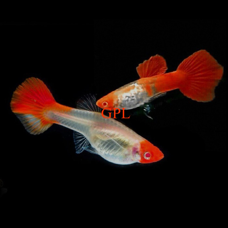 Jual AKSESORIS hiasan aquarium sepasang guppy platinum koi siap ternak | Shopee Indonesia