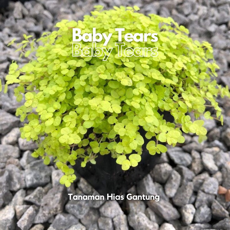 Jual Tanaman Hias Baby Tears/ Mutiara Kuning - tanaman hias gantung ...