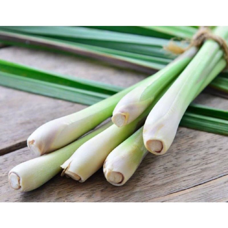 Jual Daun sereh segar 1Kg | Shopee Indonesia